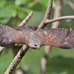 Private Birdwatching in Los Haitises National Park - Analyzing the Value