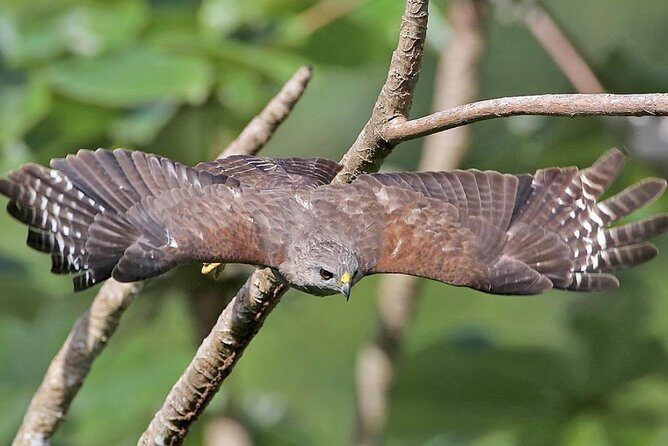 Private Birdwatching in Los Haitises National Park - Analyzing the Value