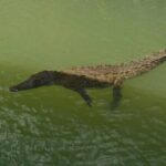 Private Black River Safari Guided Tour & YS Falls Tour - Black River Safari: Wildlife and Ecological Insights