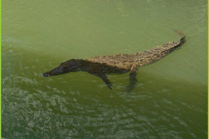 Private Black River Safari Guided Tour & YS Falls Tour - Black River Safari: Wildlife and Ecological Insights