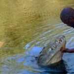 Private Black River Safari Tour from Montego Bay Resorts - The Scenic Journey