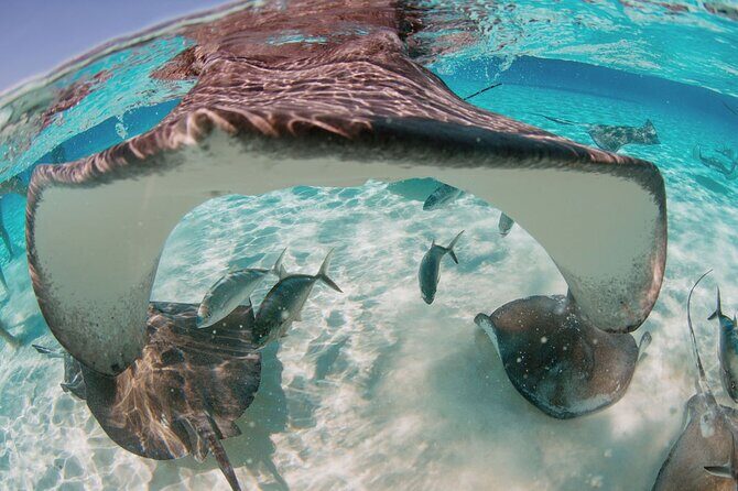 Private Boat Charter Snorkeling Stingray City or Bio Bay - The Value of a Private, Customizable Tour