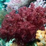 Private boat snorkeling trip half day - Practical Details and Tips for Booking