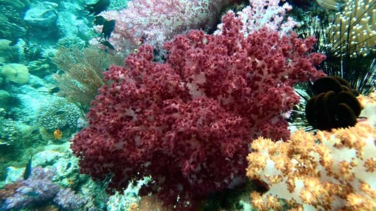 Private boat snorkeling trip half day - Practical Details and Tips for Booking