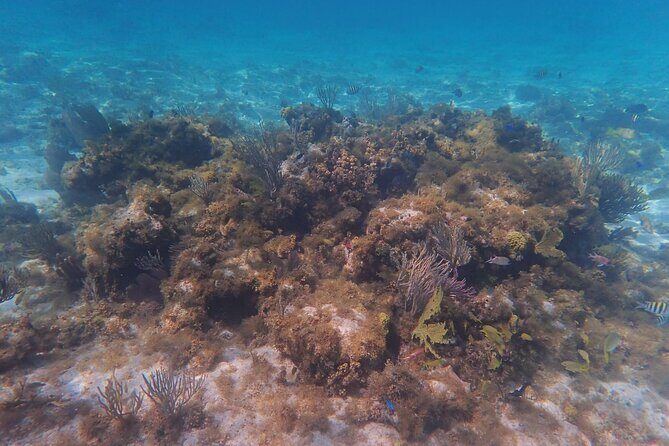 Private Boat Tour in Cayman Islands - What to Expect from the Experience