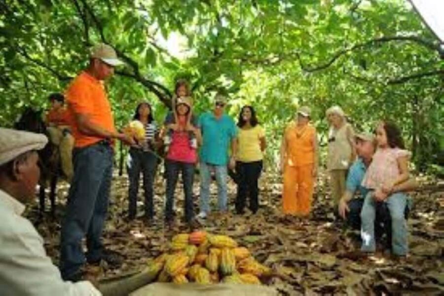 Private: Cacao Plantation Tour with Lunch & Tasting - Why This Tour Works Well