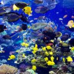 Private: Catalina Island Day Tour from La Romana - Why This Tour Works Well