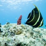 Private Catalina Island Snorkel & Beach Day from Punta Cana - Why Choose This Tour?