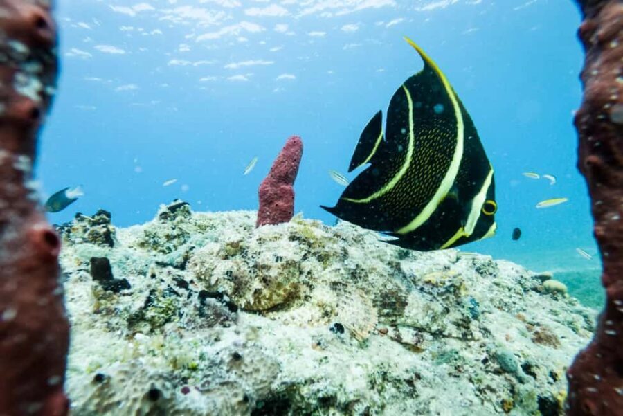 Private Catalina Island Snorkel & Beach Day from Punta Cana - Why Choose This Tour?