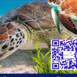 Private Charter for snorkeling, swimming pigs, turtles & fishing.... - Who Will Love This Tour?