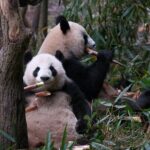 Private Chengdu Panda Tour with Hotel Pickup - Authentic Reviews and Real Experiences