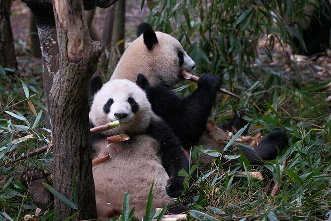 Private Chengdu Panda Tour with Hotel Pickup - Authentic Reviews and Real Experiences