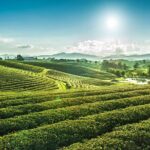 Private Choui Fong and Golden Triangle Explorer from Chiang Rai - What to Expect from the Logistics