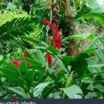 Private Combo Tour From Ocho Rios To Blue Hole & Konoko Falls - Who Is This Tour Best For?