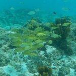 Private Custom Snorkeling and Cruising Experience in Aruba - The Value of a Private Tour