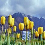 Private Custom Tour: Pahalgam sightseeing with guide - FAQ