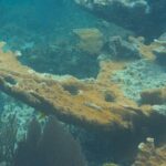 Private Customizable Shore Snorkel and Beach Lunch in Cozumel - The Full Itinerary Breakdown