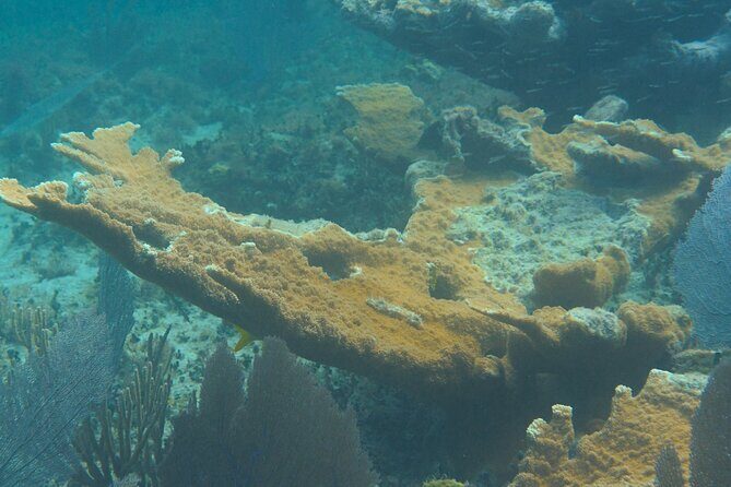 Private Customizable Shore Snorkel and Beach Lunch in Cozumel - The Full Itinerary Breakdown