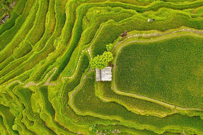 Private Customize Ubud Day Tour With Experienced Driver - The Authentic Experience: What Travelers Say