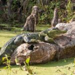 Private Day Tour from New Orleans to the Bayou and Swamps - Final Thoughts