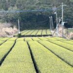 Private Day Tour in Kagoshima - Frequently Asked Questions