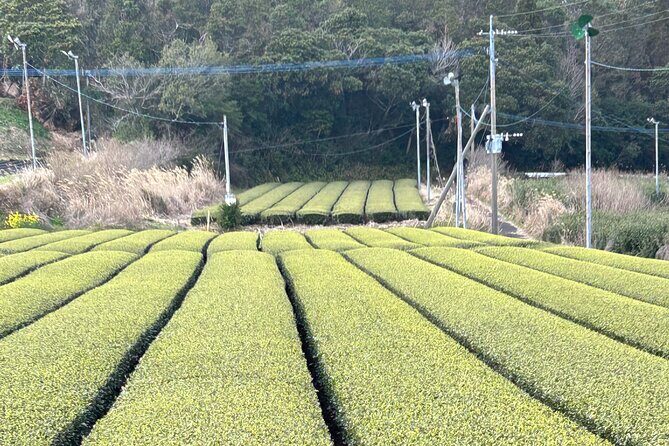 Private Day Tour in Kagoshima - Frequently Asked Questions