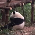 Private Day Tour to Chengdu Panda Base by Round-way Bullet Train from Xian - The Authentic Touch: What Travelers Say