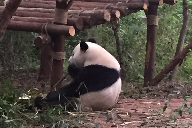 Private Day Tour to Chengdu Panda Base by Round-way Bullet Train from Xian - The Authentic Touch: What Travelers Say