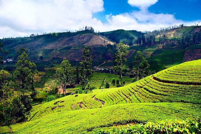 Private Day Tour to Nuwara Eliya Pickup from Kandy - The Itinerary in Detail