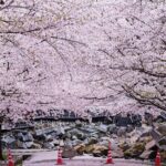 Private Day Trip to Kumamoto & Asakura from Fukuoka with Minibus - What’s Included and What’s Not