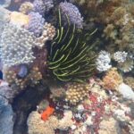 private daytour : nusa lembongan,ceningan,snorkeling - What Travelers Are Saying