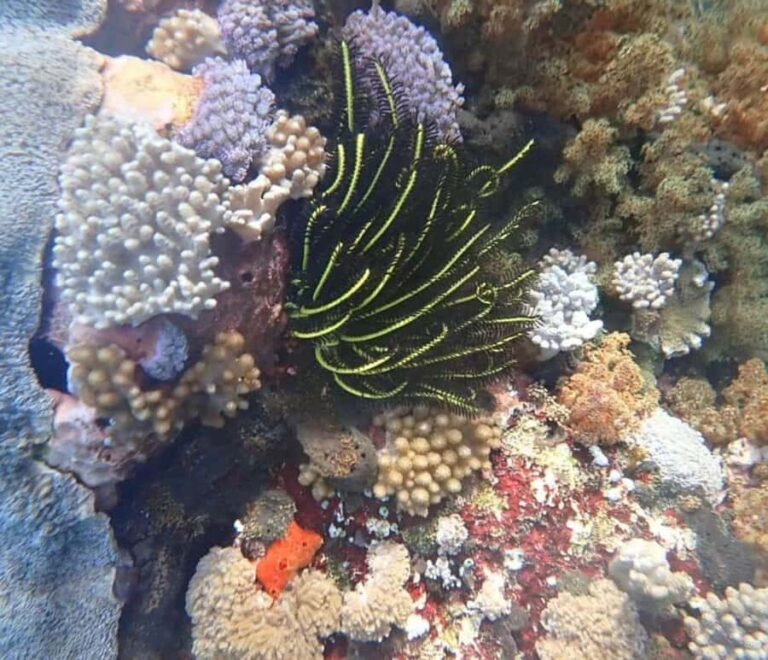 private daytour : nusa lembongan,ceningan,snorkeling - What Travelers Are Saying