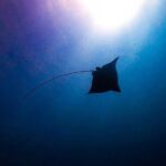 Private Dive at Shipwreck + Beautiful Reef Spot(Certified divers) - Final Thoughts on Value and Suitability