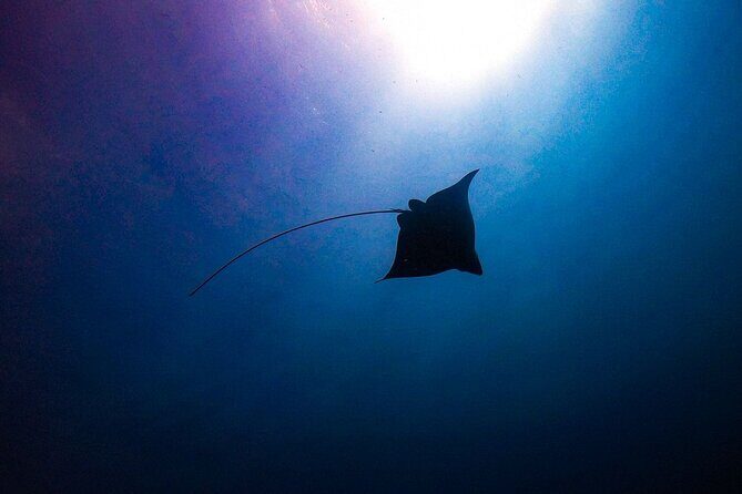 Private Dive at Shipwreck + Beautiful Reef Spot(Certified divers) - Final Thoughts on Value and Suitability