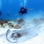 Private Dive + videographer/Photographer (Certified divers only) - Who Should Consider This Tour?