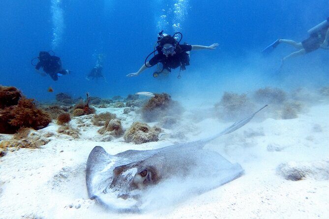 Private Dive + videographer/Photographer (Certified divers only) - Who Should Consider This Tour?