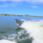 Private Dolphin and Intracoastal Tour of Anna Maria Island - Authentic Encounters: What Travelers Say