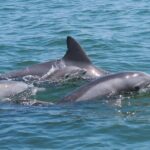 Private Egmont Key Excursion - FAQs