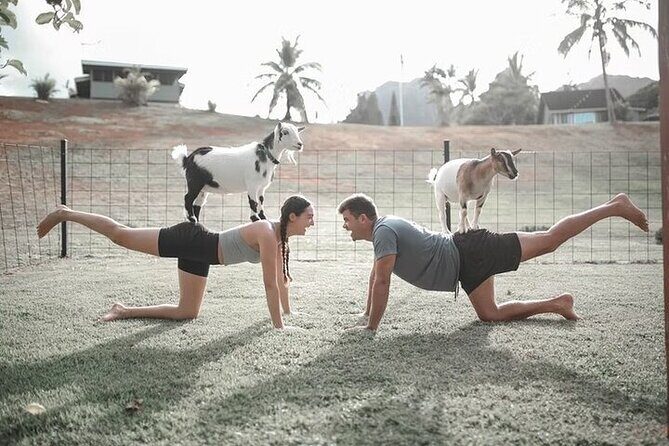 Private Event Goat Yoga Class - The Goat Herd: Adorable and Playful
