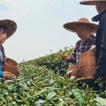 Private Excursion to Tea Village in Lost Town and Leshan Buddha - Final Thoughts