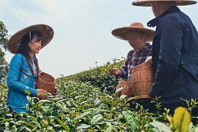 Private Excursion to Tea Village in Lost Town and Leshan Buddha - Final Thoughts