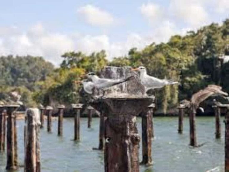 Private: Explore Los Haitises National Park Day Trip - Discovering Los Haitises: What to Expect