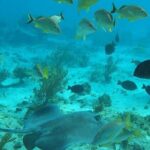 Private Full Day Charter - Stingray City, Starfish Point, Kaibo & Snorkeling - What Past Travelers Say