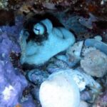 Private Full Day Guided Snorkeling or Diving Charter in St Thomas - Navigation & Practical Details