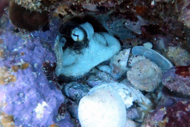 Private Full Day Guided Snorkeling or Diving Charter in St Thomas - Navigation & Practical Details