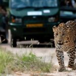 Private Full Day Jaipur Tour with Jhalana Safari - Cultural Stops and Iconic Photo Spots