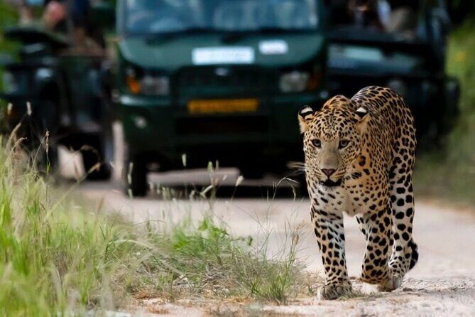 Private Full Day Jaipur Tour with Jhalana Safari - Cultural Stops and Iconic Photo Spots