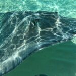 Private Full-Day Stingray City, Snorkeling, Kaibo Bar & Grill and Starfish Beach - The First Stop: Stingray City