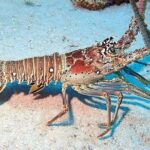 Private Fun Fishing Charter - The Experience: A Day on the Water with a Personal Touch