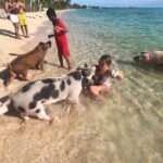 Private GroupTour Pigs/Turtles/Snorkeling/Lunch/Pickup/Dropoff - What Makes This Tour Stand Out?